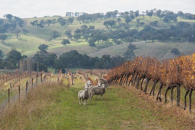 1 Hour Wine tasting at Ross Hill Wines in Orange NSW - The Sum Up