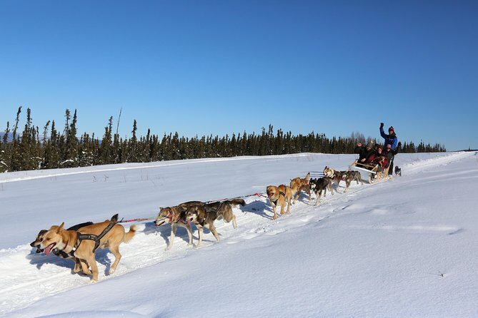1 hour Winter Dog Sledding in Fairbanks - Fairbanks’ 1-Hour Winter Dog Sledding: A Genuine Alaska Adventure