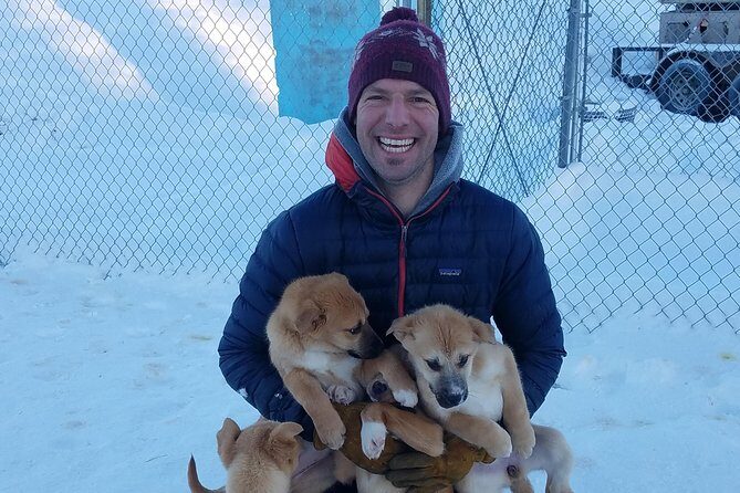 1 hour Winter Dog Sledding in Fairbanks - What to Expect on This Dog Sledding Tour