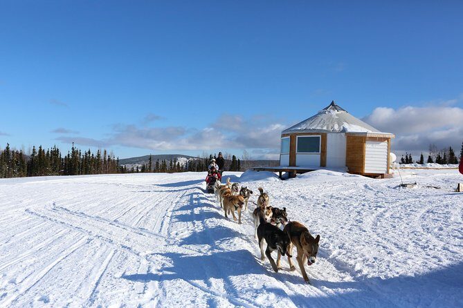 1 hour Winter Dog Sledding in Fairbanks - Comparing to Other Tours