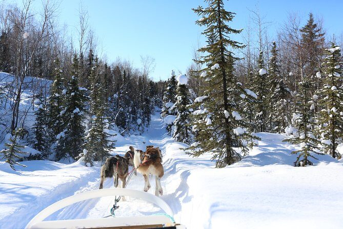 1-hr. Dog Sledding Tour in Fairbanks (without transportation) - The Experience in Detail