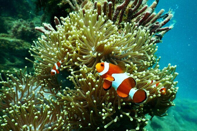 1 hr Reef Explorer in Port Vila harbour, Vanuatu - FAQs