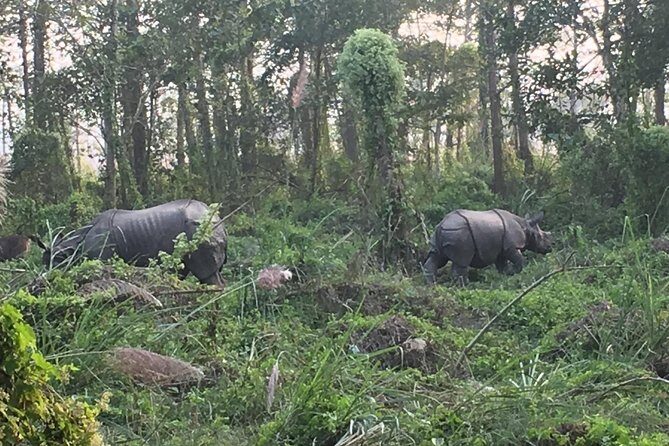1 Night 2 Days Chitwan Jungle Safari Tour from Kathmandu - An In-Depth Look at the Tour