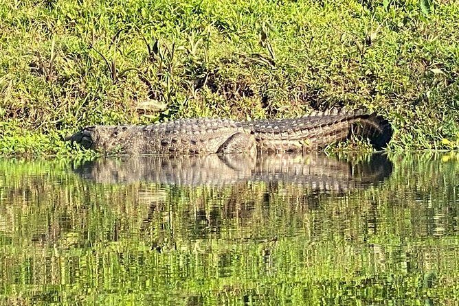 1 Night 2 Days Chitwan Jungle Safari Tour from Pokhara - Key Points