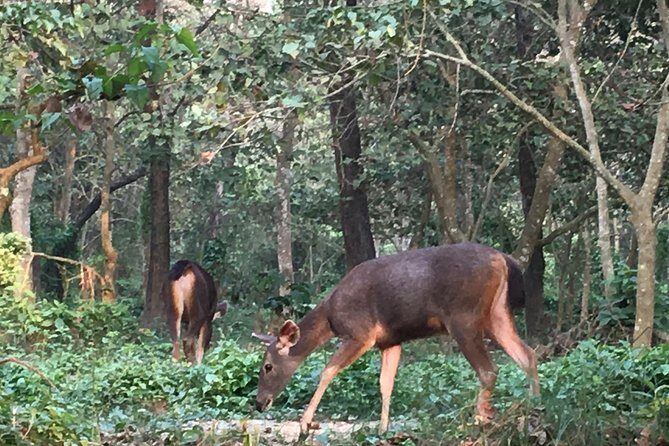 1 Night 2 Days Chitwan Jungle Safari Tour from Pokhara - The Sum Up: A Brief but Authentic Nepali Jungle Experience