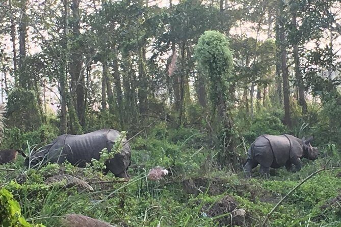 1 Night 2 Days Chitwan Jungle Safari Tour from Pokhara - FAQ