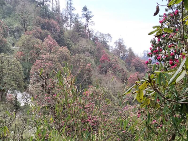 1 Night 2 days Poon hill trek from pokhara - Why This Trek Is Worth Considering