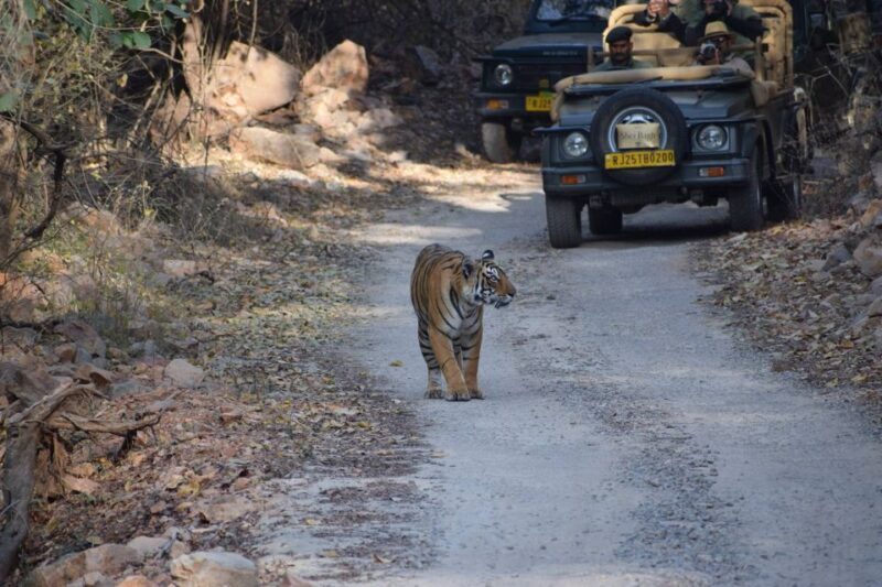 1 Night 2 Days Ranthambhore WildLife Tour From Jaipur - How the Tour is Structured