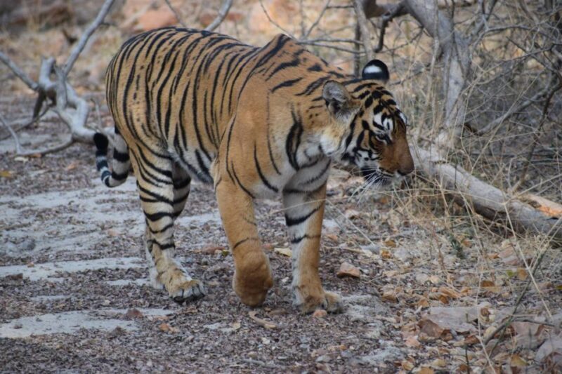 1 Night 2 Days Ranthambhore WildLife Tour From Jaipur - Transportation & Timing