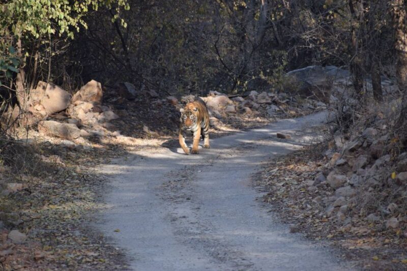1 Night 2 Days Ranthambhore WildLife Tour From Jaipur - Reviews and Feedback
