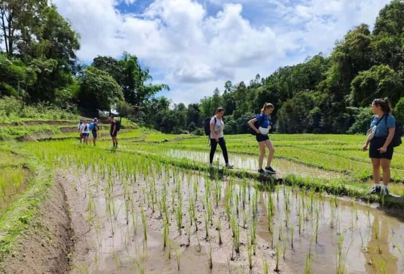1-Night Chiang Mai Mountain Mind Retreat - Day 2: Awakening with the Mountains