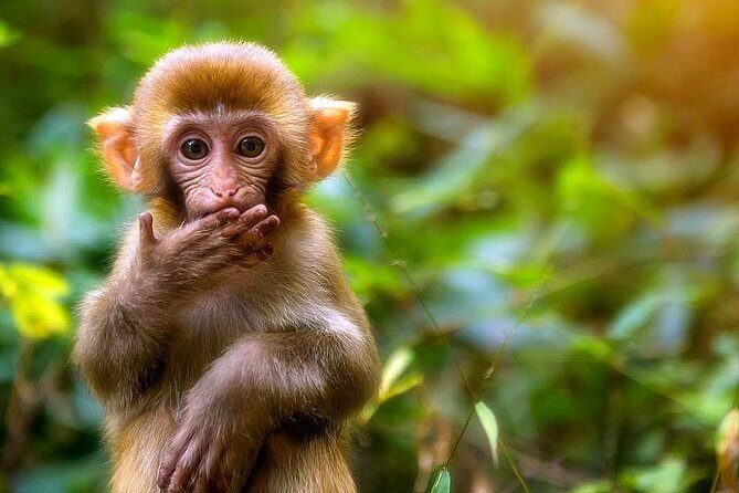 1 "Pandora" Day Trip-Zhangjiajie National Park(Avatar Mountain Scenery) - Value and Practical Tips