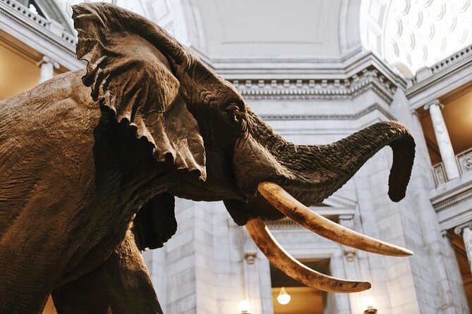 #1 Smithsonian Natural History + American History Museum Tour - Authentic Experiences & Traveler Feedback