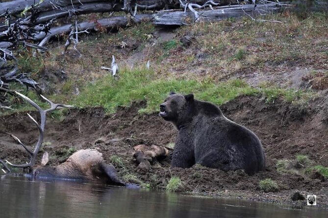 #1 Special Yellowstone Hot Spots Lower Loop From Cody Wy! - Key Points