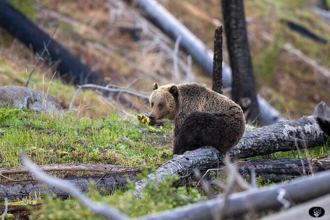 #1 Special Yellowstone Hot Spots Lower Loop From Cody Wy! - Practical Tips for Visitors