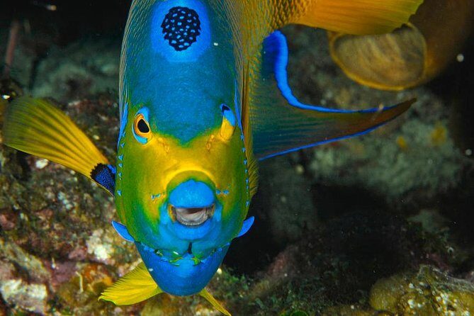 1 Tank Dive for certified divers - Why This Dive Stands Out