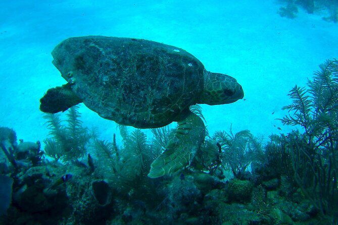 1 Tank Dive for certified divers - FAQ