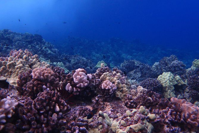 1 Tank Shore Dive at Sea Turtle Cove - Introduction: Why This Dive Is Worth Considering