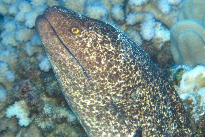 1 Tank Shore Dive at Sea Turtle Cove - What Reviewers Love Most