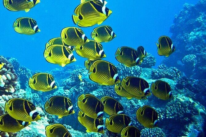 1 Tank Shore Dive at Sea Turtle Cove - The Sum Up: Why This Dive Is a Solid Choice