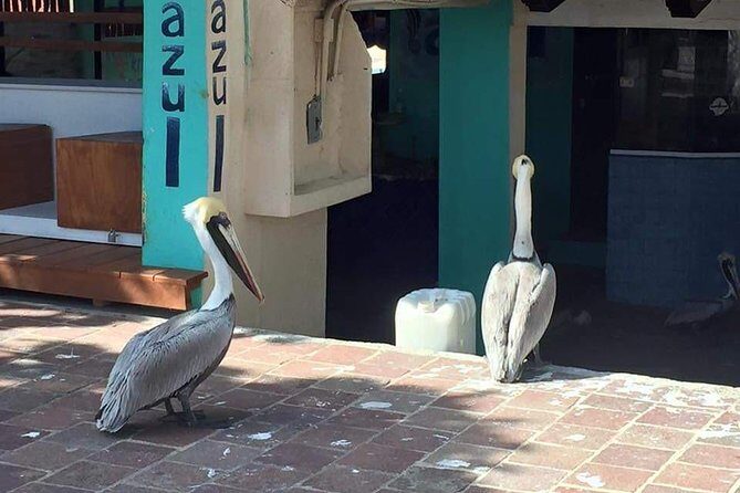 1 to 10 Passengers Vallarta Private City Tour - Final Thoughts