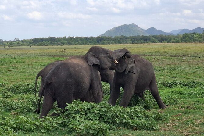 10 Day All Inclusive Sri Lanka Tour with B&B and Tuk Tuk Ride - A Detailed Look at the Itinerary