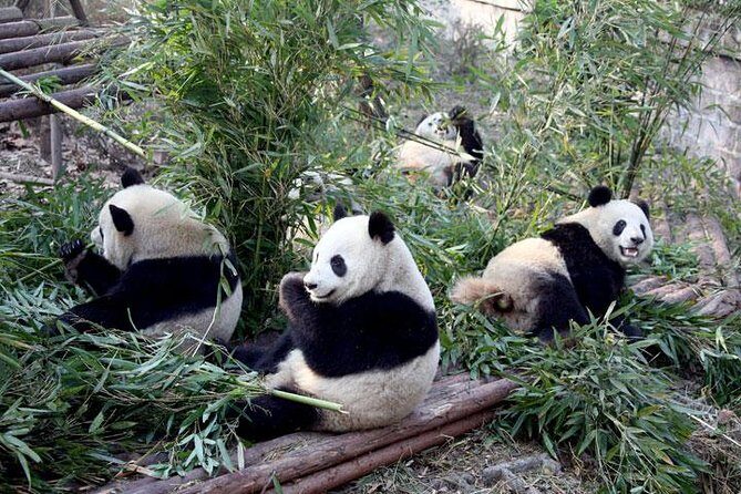 10-Day China Tour to Beijing, Xian, Chengdu and Shanghai - An In-depth Look at the Itinerary & What You Can Expect