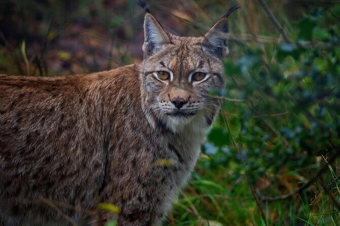 10 Day China Wildlife Expedition Tibetan Plateau and Snow Leopard - An In-Depth Look at the Itinerary
