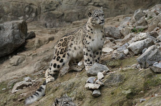 10 Day China Wildlife Expedition Tibetan Plateau and Snow Leopard - The Value of the Tour