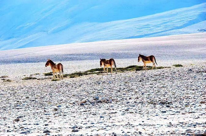 10 Day China Wildlife Expedition Tibetan Plateau and Snow Leopard - Who Will Love This Tour?