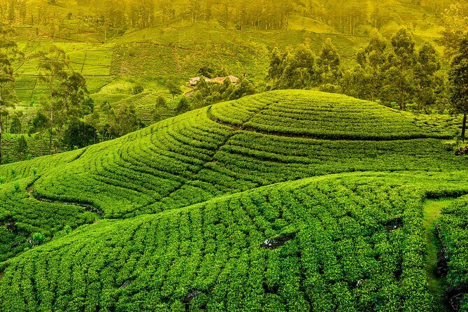 10 Day Sri Lanka Adventure Private Guided Tour - A Complete Look at the 10 Day Sri Lanka Adventure Private Guided Tour