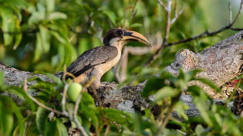 10-Day Tour in Galle, Yala, Ella, & Sigiriya with Train Ride - Who Should Consider This Tour?