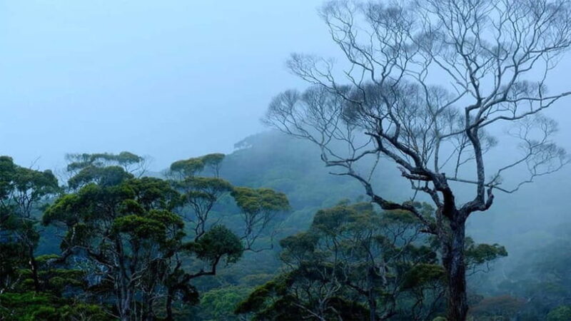 10-Day Tour in Galle, Yala, Ella, & Sigiriya with Train Ride - The Sum Up