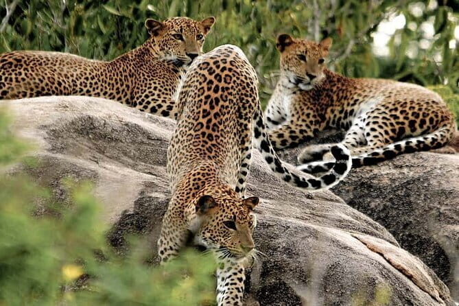 10 Days/ 9 Nights - Heritage Wildlife and Waves in Sri Lanka - Exploring the Itinerary in Detail