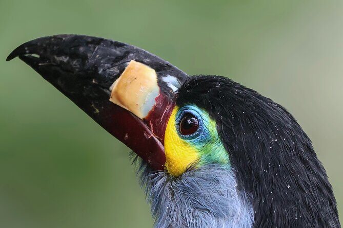 10 Days Birding Photo tour from Andes to Amazon of Ecuador - Who This Tour Is Best For