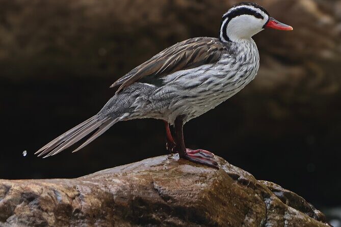 10 Days Birding Photo tour from Andes to Amazon of Ecuador - Frequently Asked Questions