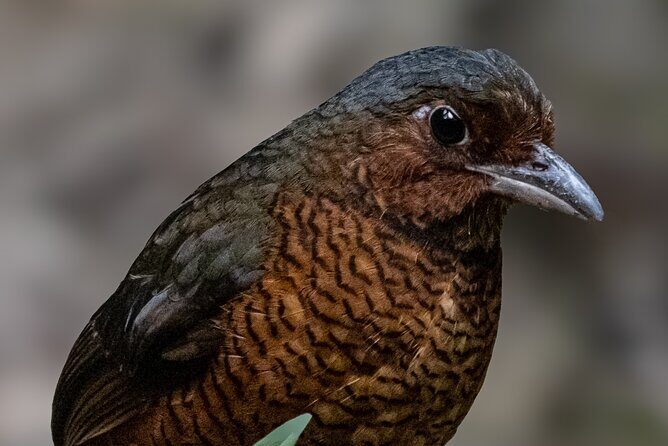 10 Days Birding Photo tour from Andes to Amazon of Ecuador - Final Thoughts