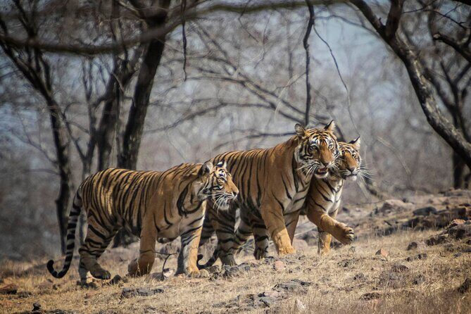 10 Days Private Tour of Wildlife in National Parks with Delhi, Agra & Jaipur - Key Points