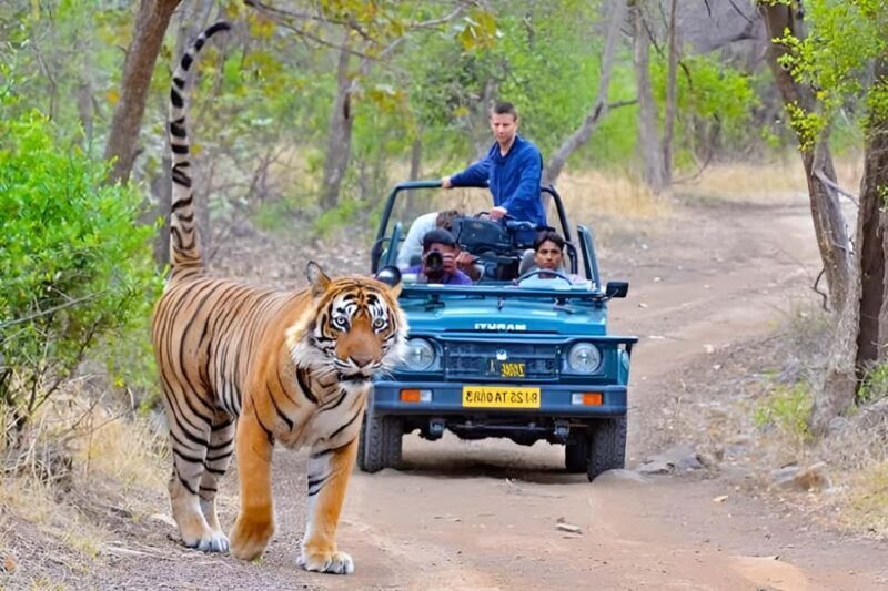 10 Days Rajasthan & Golden Triangle with Tiger Safari Tour - Key Points