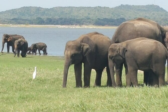 10 Days Travel in Sri Lanka with Accommodation - What This Tour Means for You