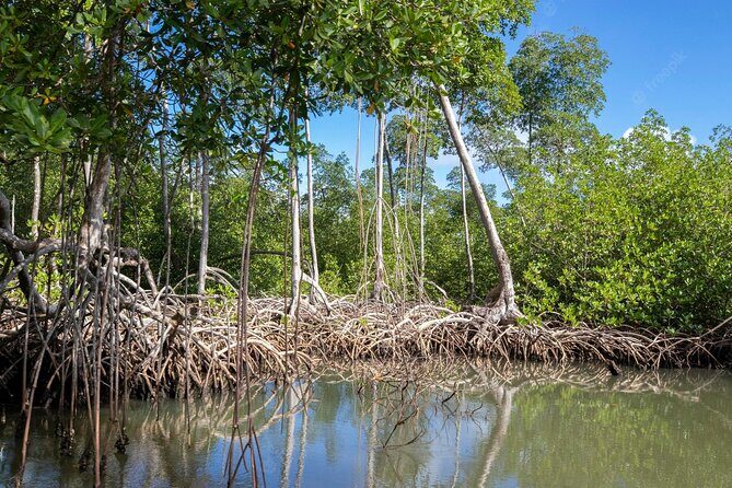 10-Hour Guided Tour of Samana and Bacardi Island Los Haitises - Who Should Consider This Tour?