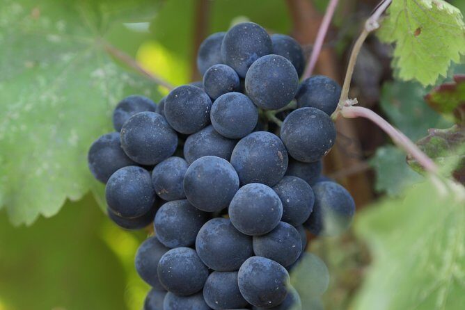 10-Hour Napa Valley Wine Tasting Tour Customized Private Tours - Who Is This Tour Best Suited For?