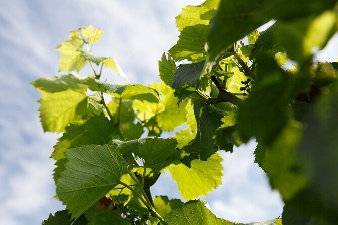 100% Champagne LOVER Tour:1 Iconic house visit+3 tastings & Lunch - Verdict: Is This Tour Worth Your Bubbles?