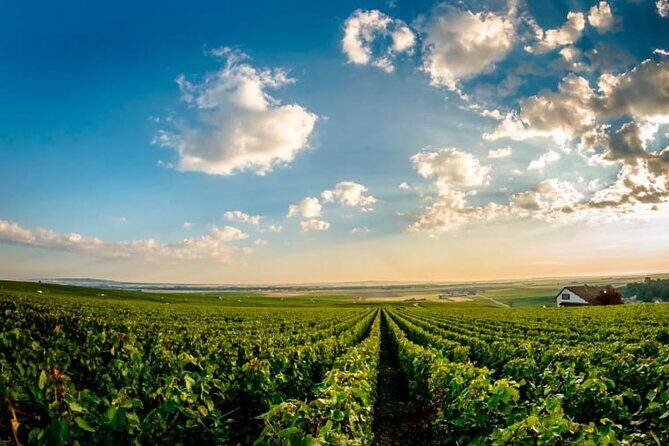 100% Champagne LOVER Tour:1 Iconic house visit+3 tastings & Lunch - Final Thoughts