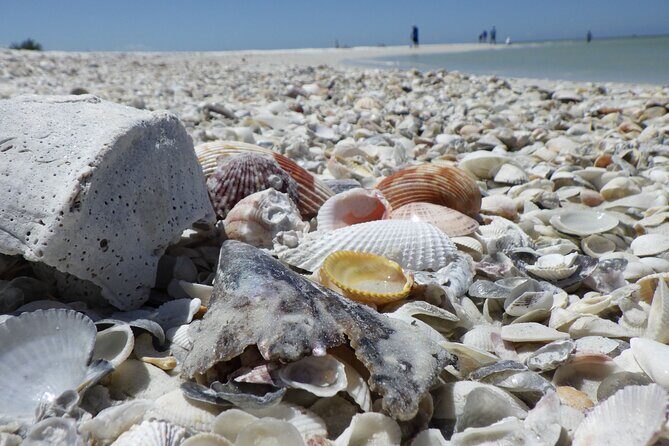 10,000 Islands Boat Excursion - 3.5-Hour Dolphins & Shelling Tour - An In-Depth Look at What You Can Expect