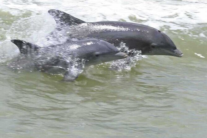 10,000 Islands Boat Tour + Naturalist Led Walk in the Everglades! - Why This Tour Is a Fantastic Choice