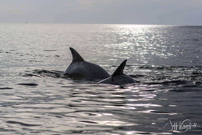 10,000 Islands Excursion Small-Group 3.5 hour Dolphin & Shelling Boat Tour - The Practical Side: What You Need to Know