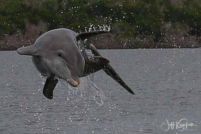 10,000 Islands Excursion Small-Group 3.5 hour Dolphin & Shelling Boat Tour - Who Will Love This Tour?