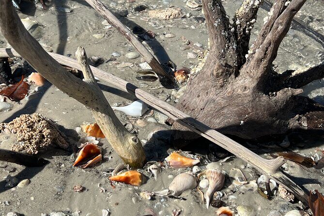 10,000 Islands Shelling Trip Marco Island FL - An Overview of the Experience