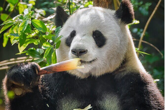 10D ChengDu, DuJiangYan, JiuZhaiGou, LeShan, Mount Emei - Key Points